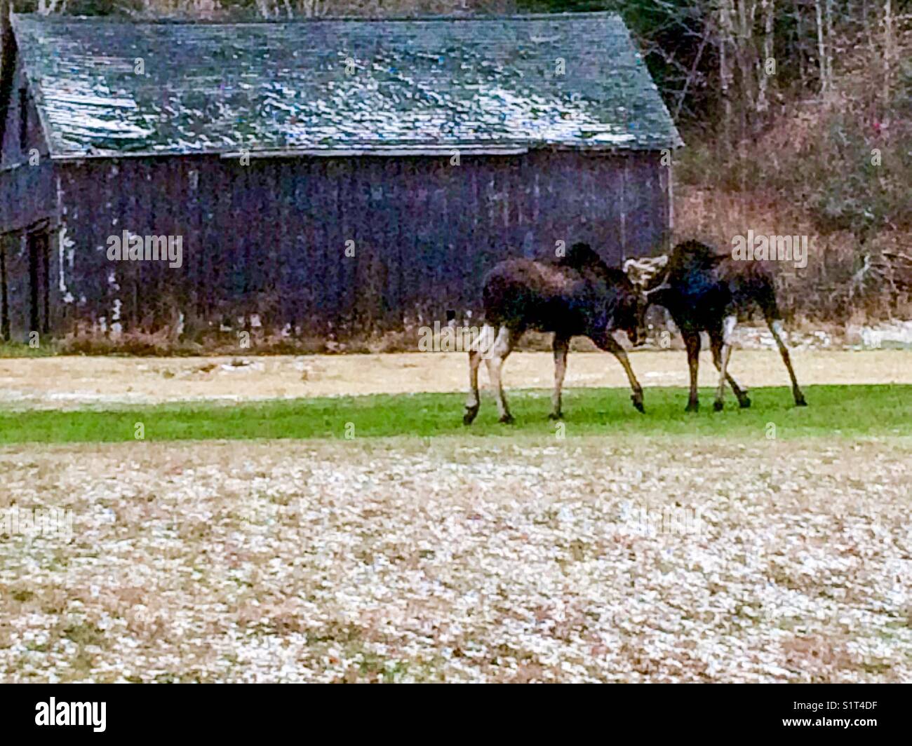 Bull moose fighting hi-res stock photography and images - Alamy