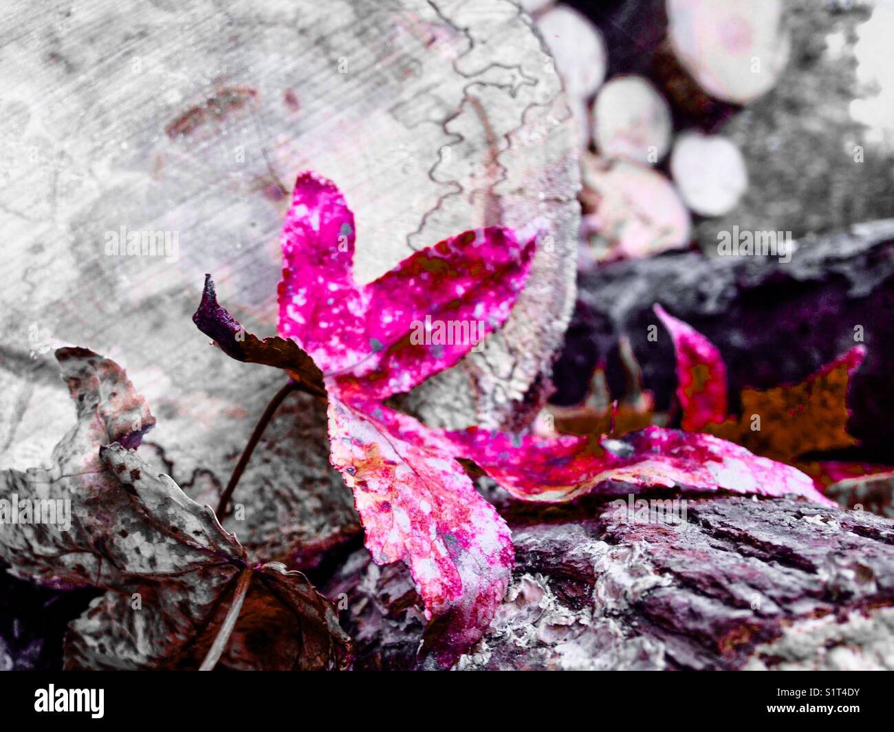 Firewood log hi-res stock photography and images - Alamy