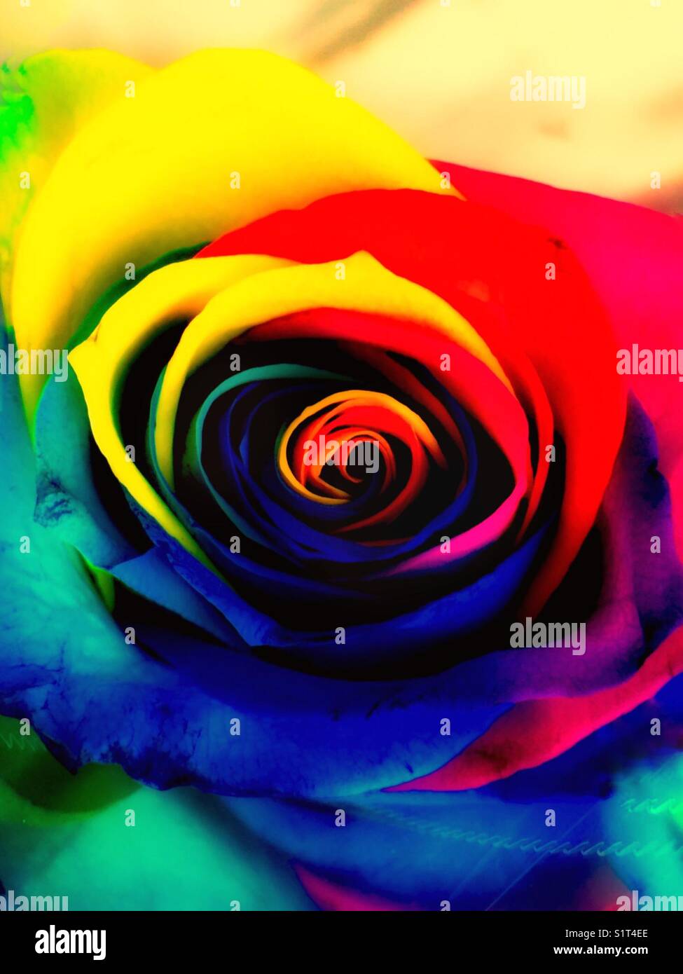 Radiant hi-res stock photography and images - Alamy