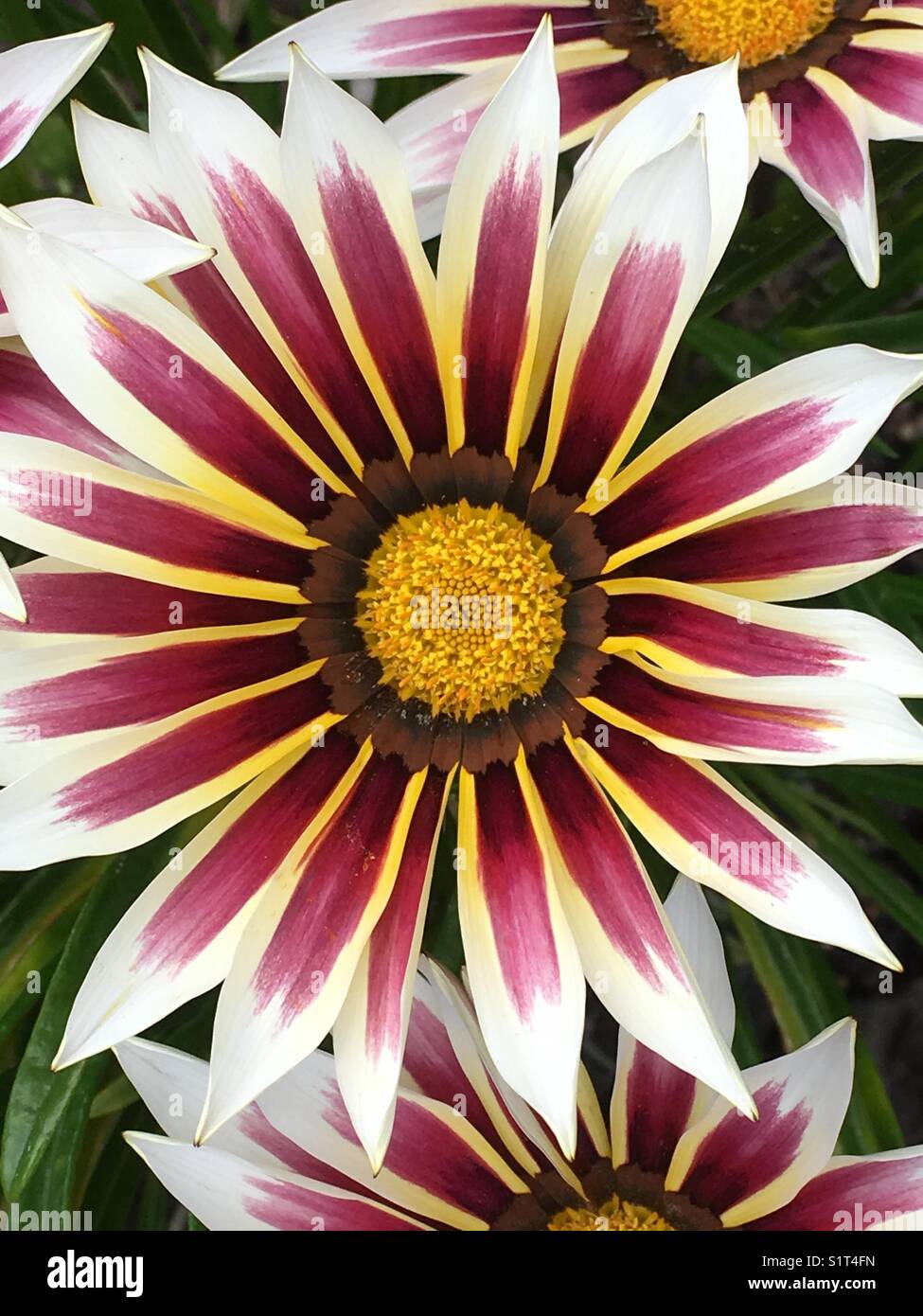 A sea daisy in full bloom Stock Photo - Alamy