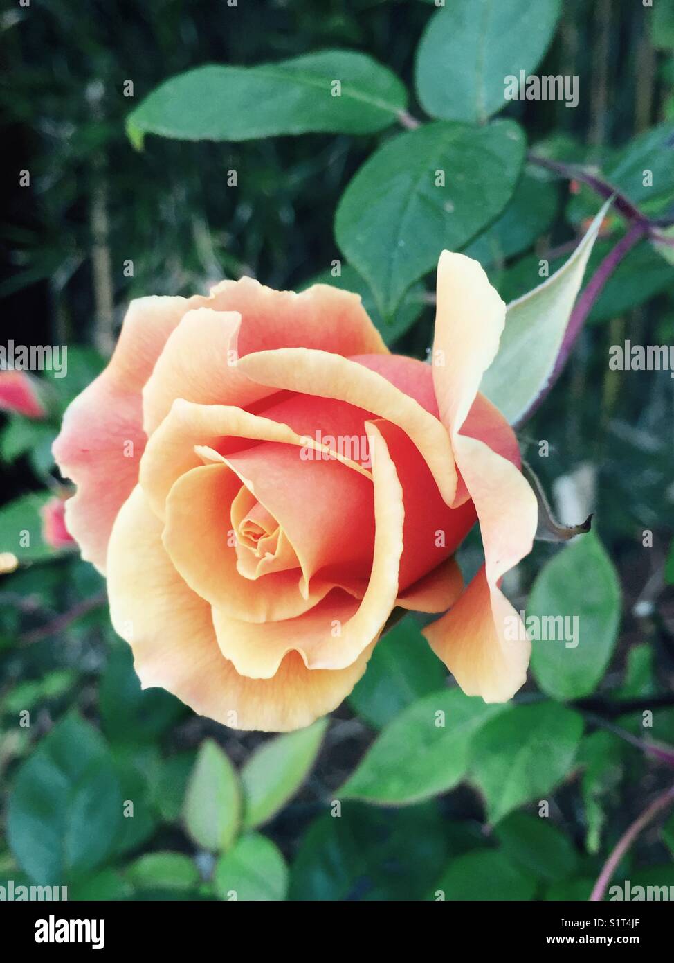 Apricot rose hi-res stock photography and images - Alamy