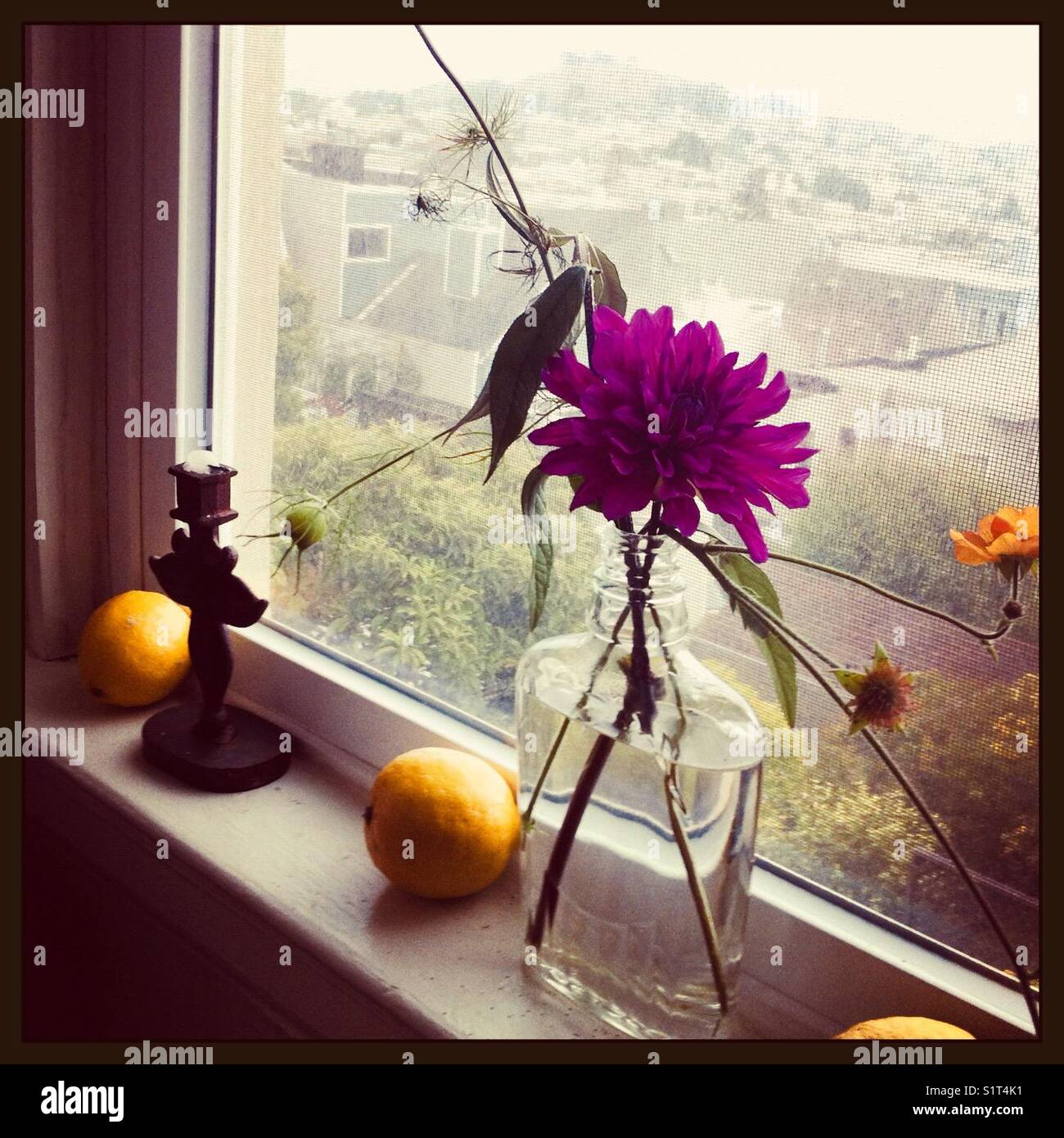 Flowers on window sill Stock Photo - Alamy