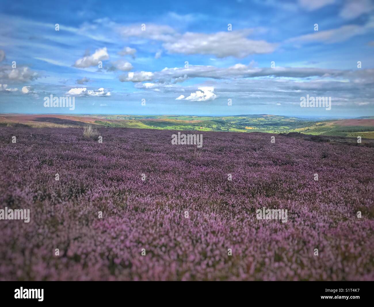 North yorkshire moors heather hi-res stock photography and images - Alamy