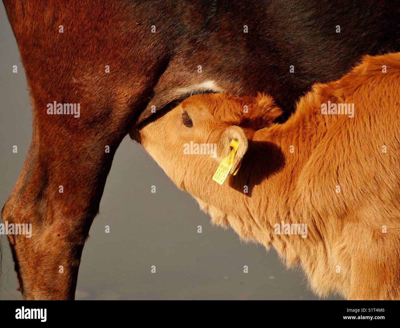 Calf feeding hi-res stock photography and images - Alamy