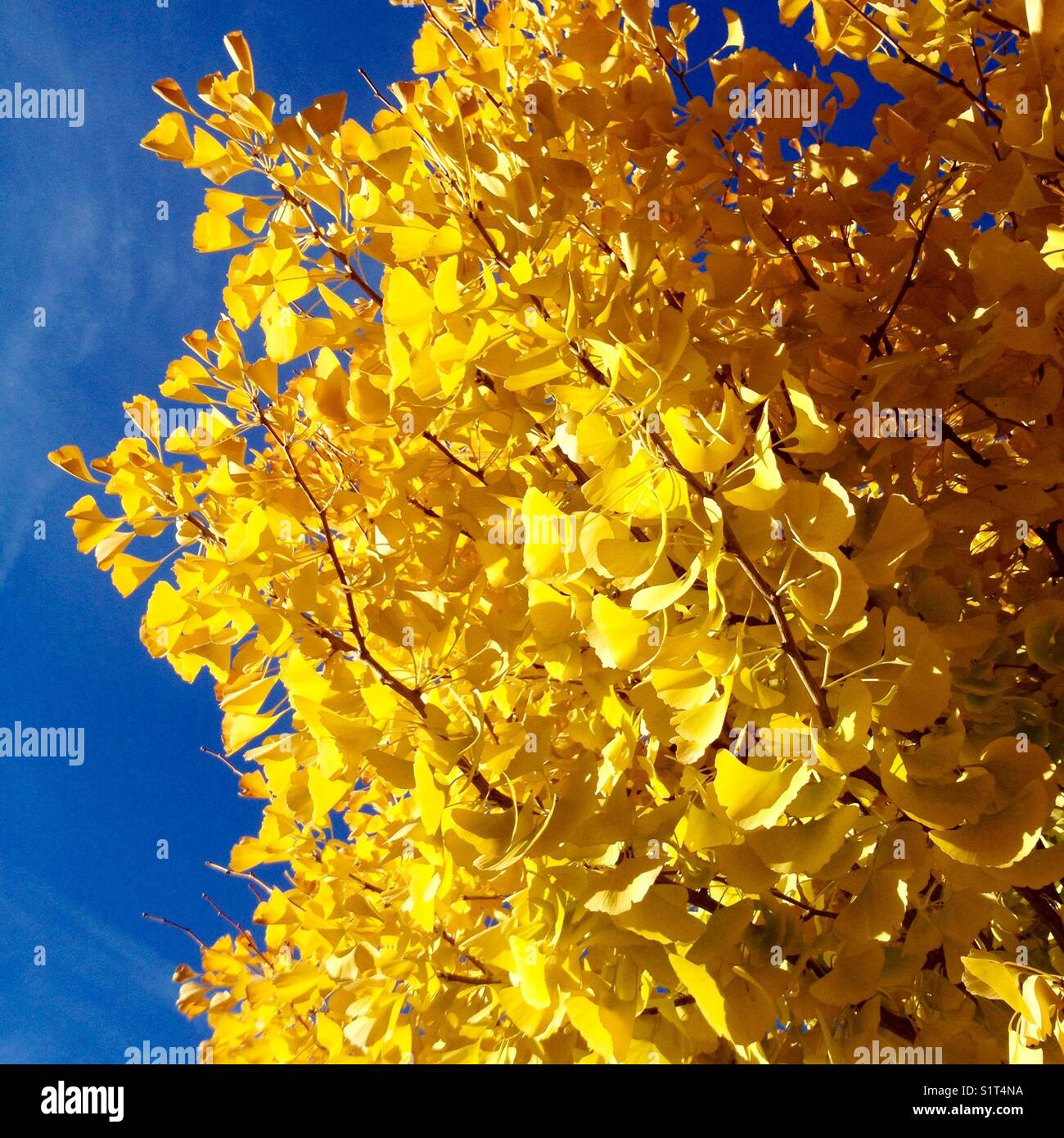 Ginkgo biloba tree hi-res stock photography and images - Alamy