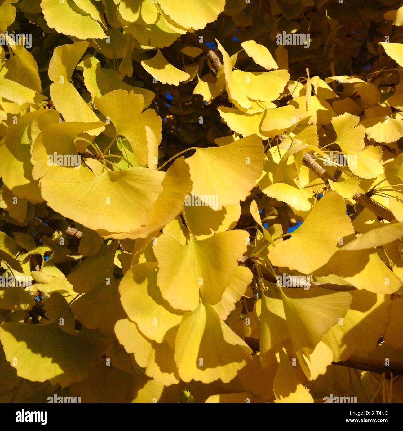 Ginkgo biloba tree hi-res stock photography and images - Alamy