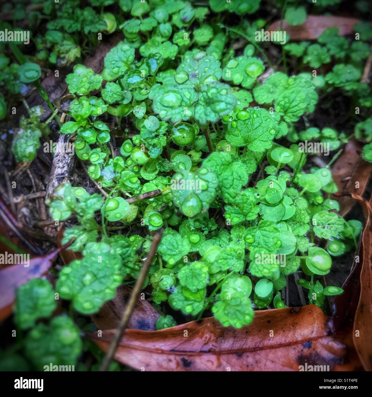 Colorful weeds hi-res stock photography and images - Alamy