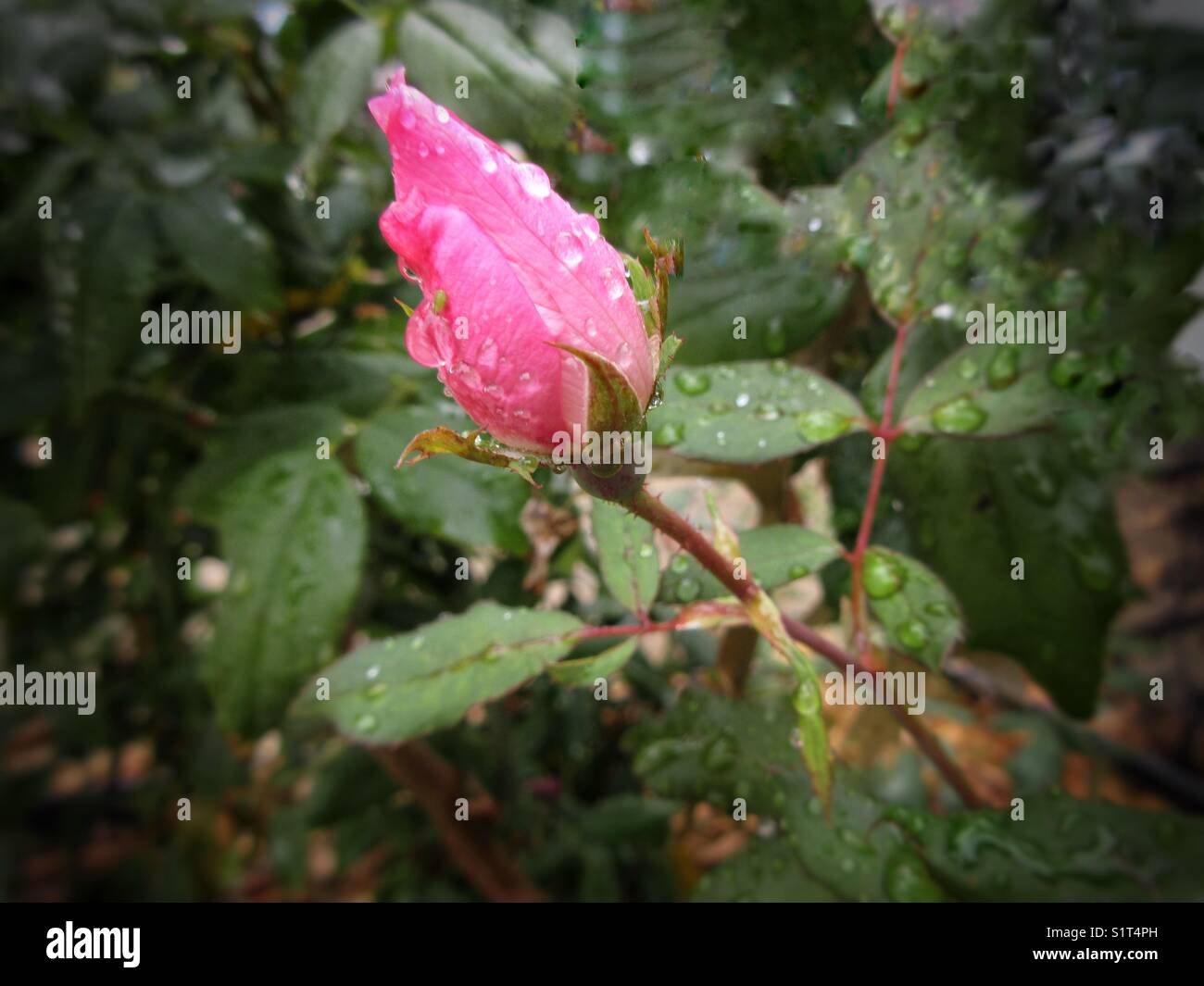 Raindrops on a rose Stock Photo - Alamy