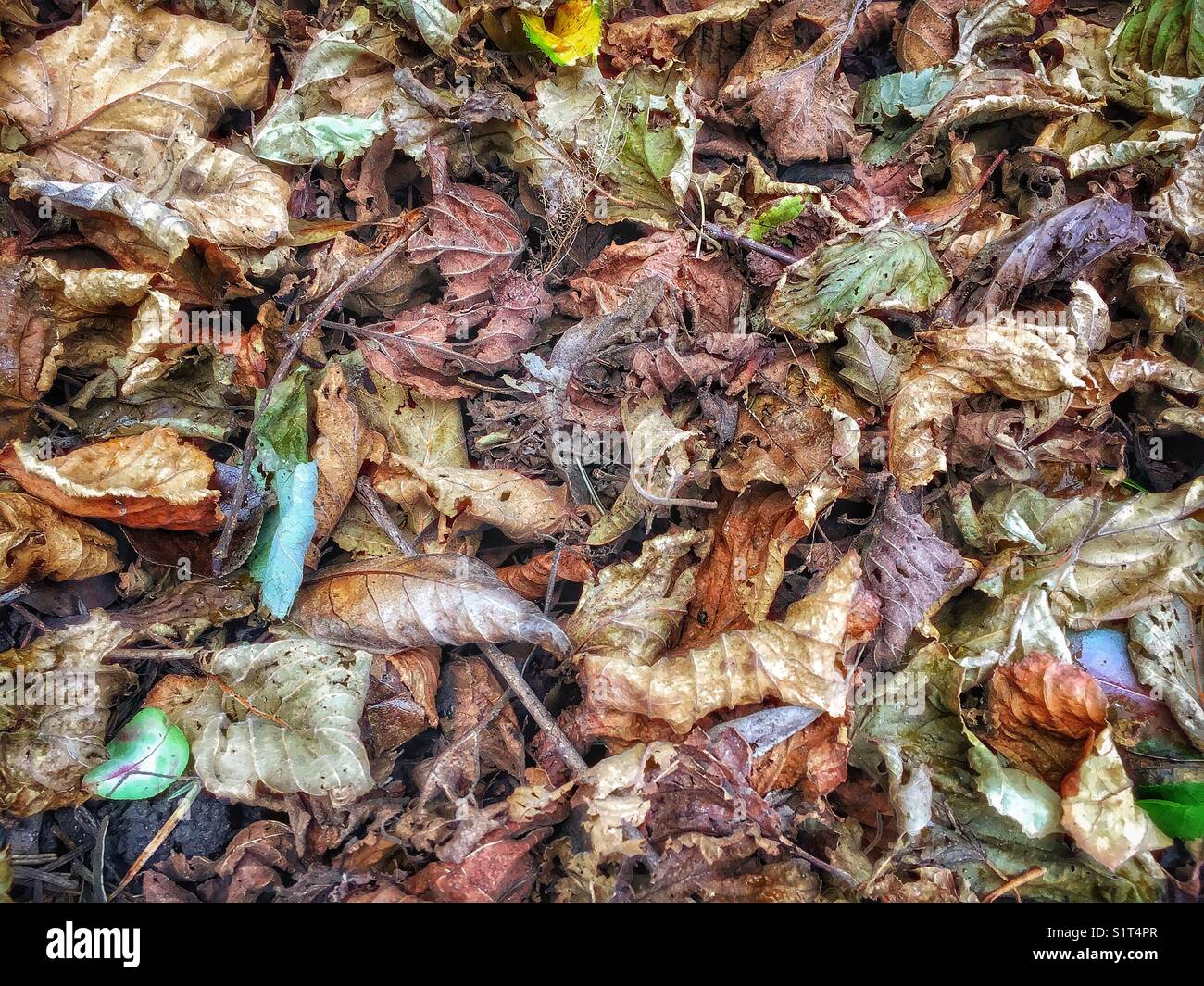 A fallen assortment of decaying Autumn leaves suitable for use as a ...