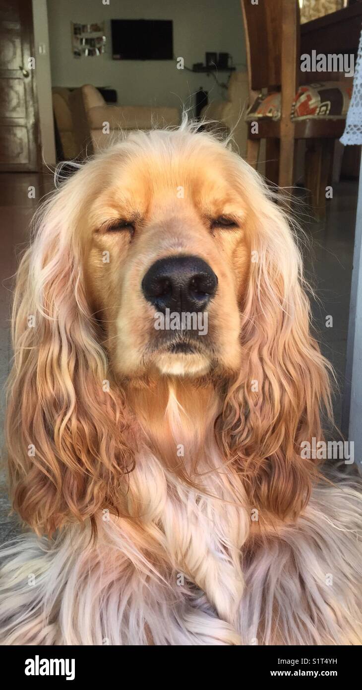 Perro mono hi-res stock photography and images - Alamy