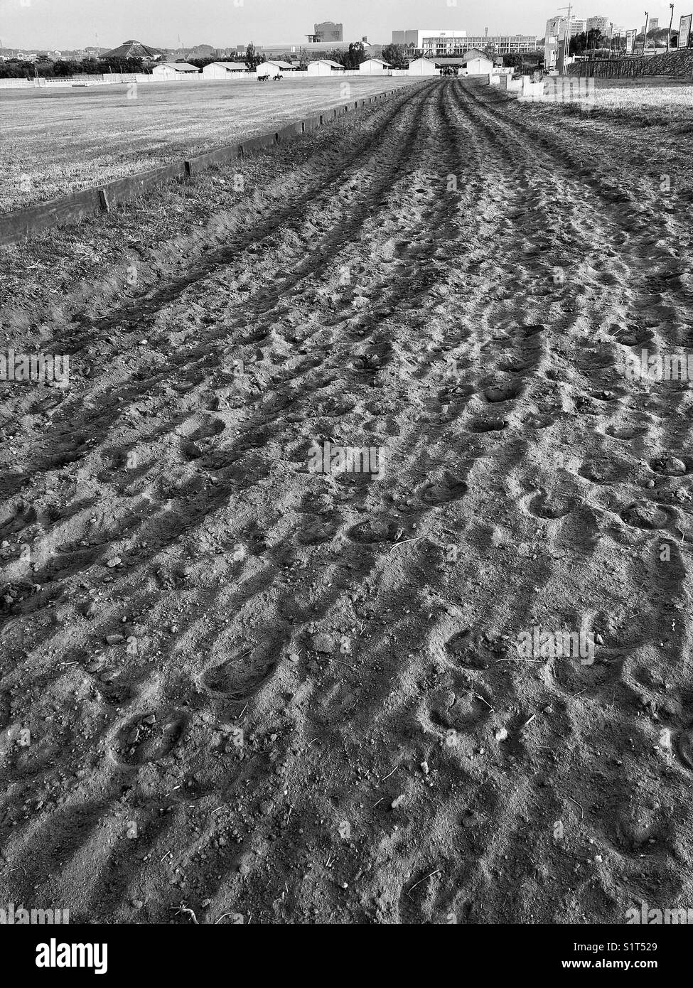 African horse Black and White Stock Photos & Images - Alamy