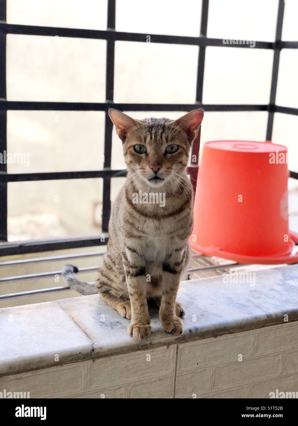 Orange color cat hi-res stock photography and images - Alamy