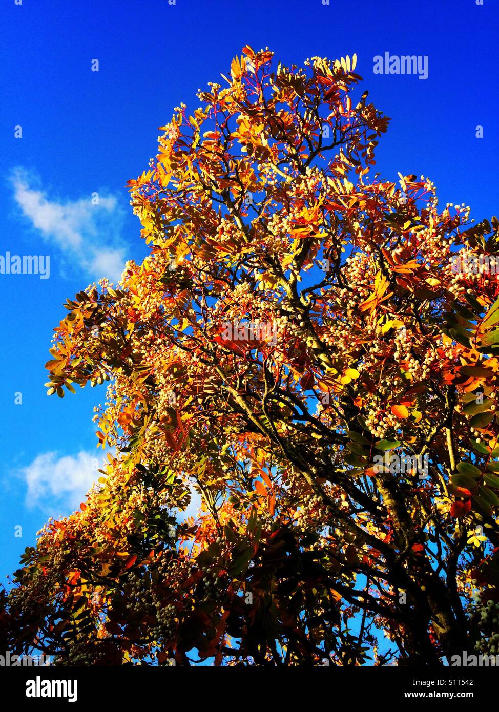 Bright golden colour tall hi-res stock photography and images - Alamy