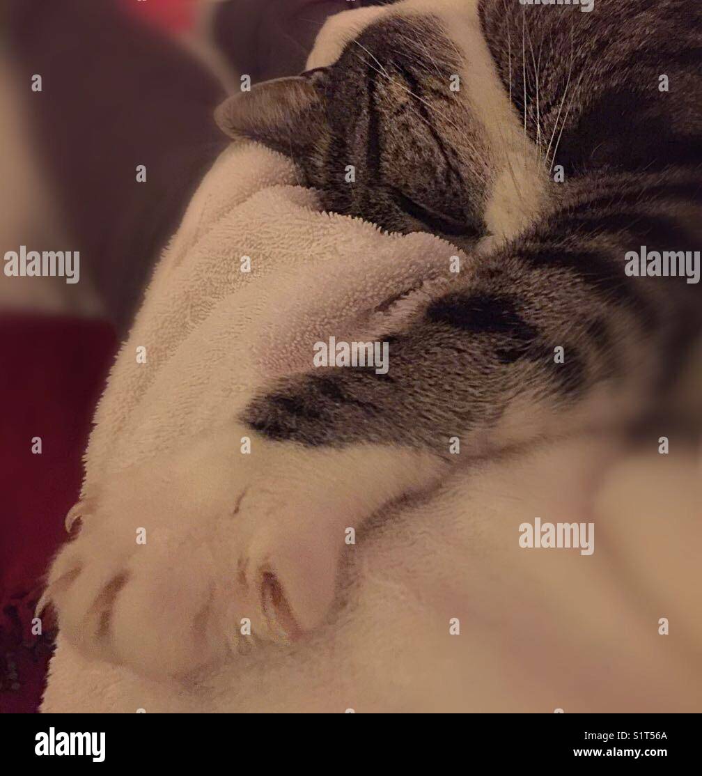 Deep sleeping cat! Stock Photo - Alamy