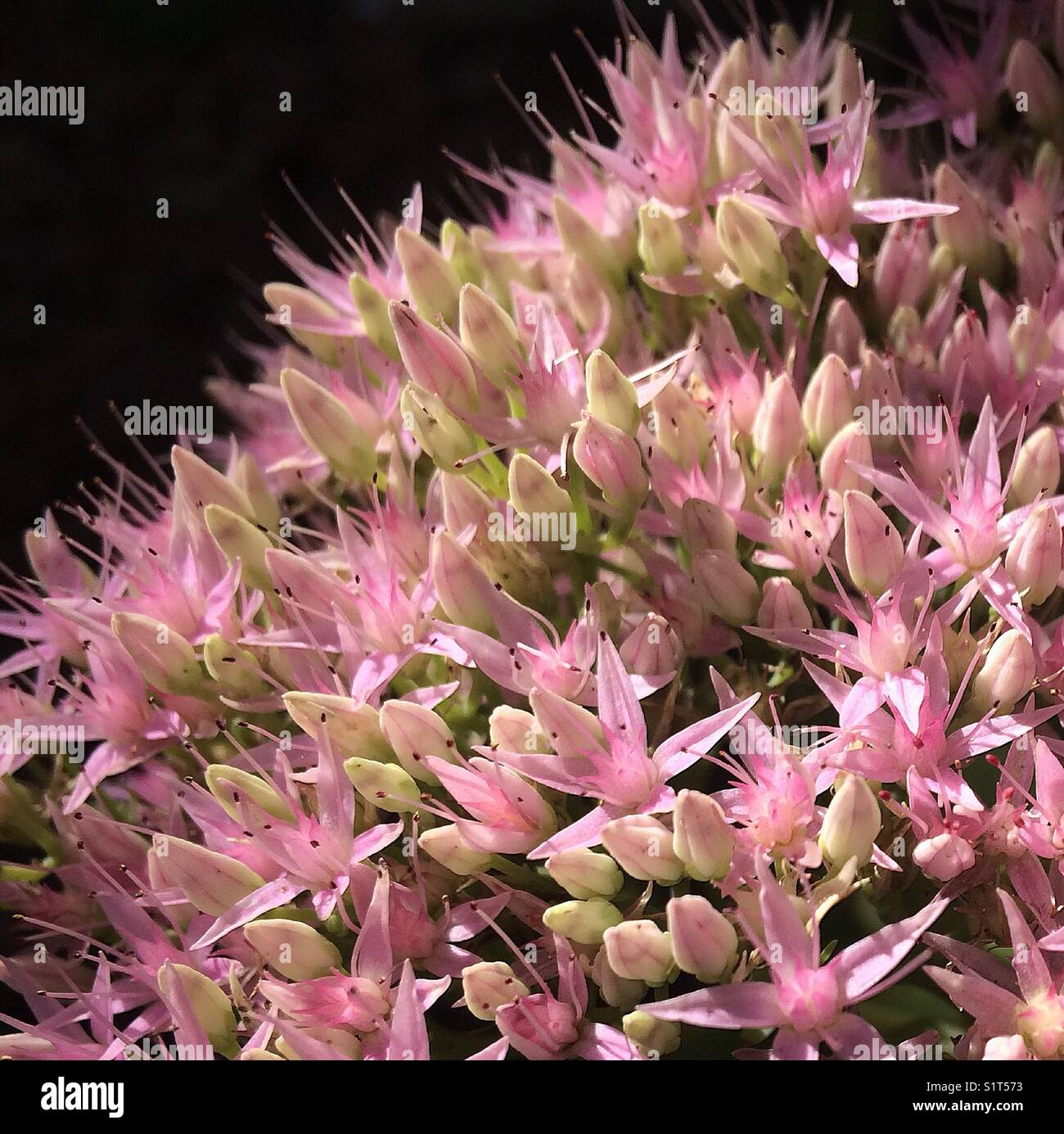 Sedum Autumn Joy High Resolution Stock Photography and Images - Alamy