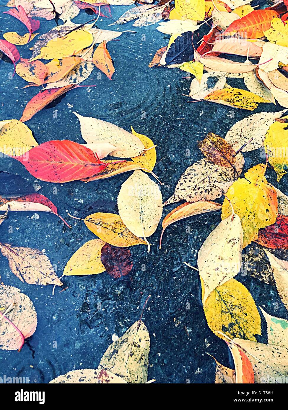 Leaves on water Stock Photo - Alamy