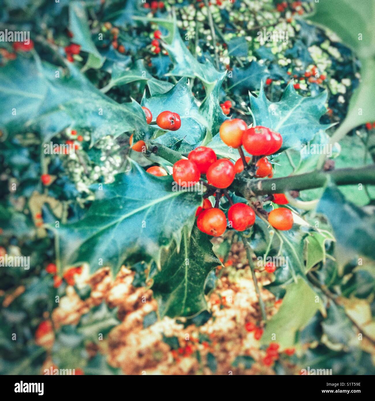 Red holly berries on a holly bush Stock Photo - Alamy