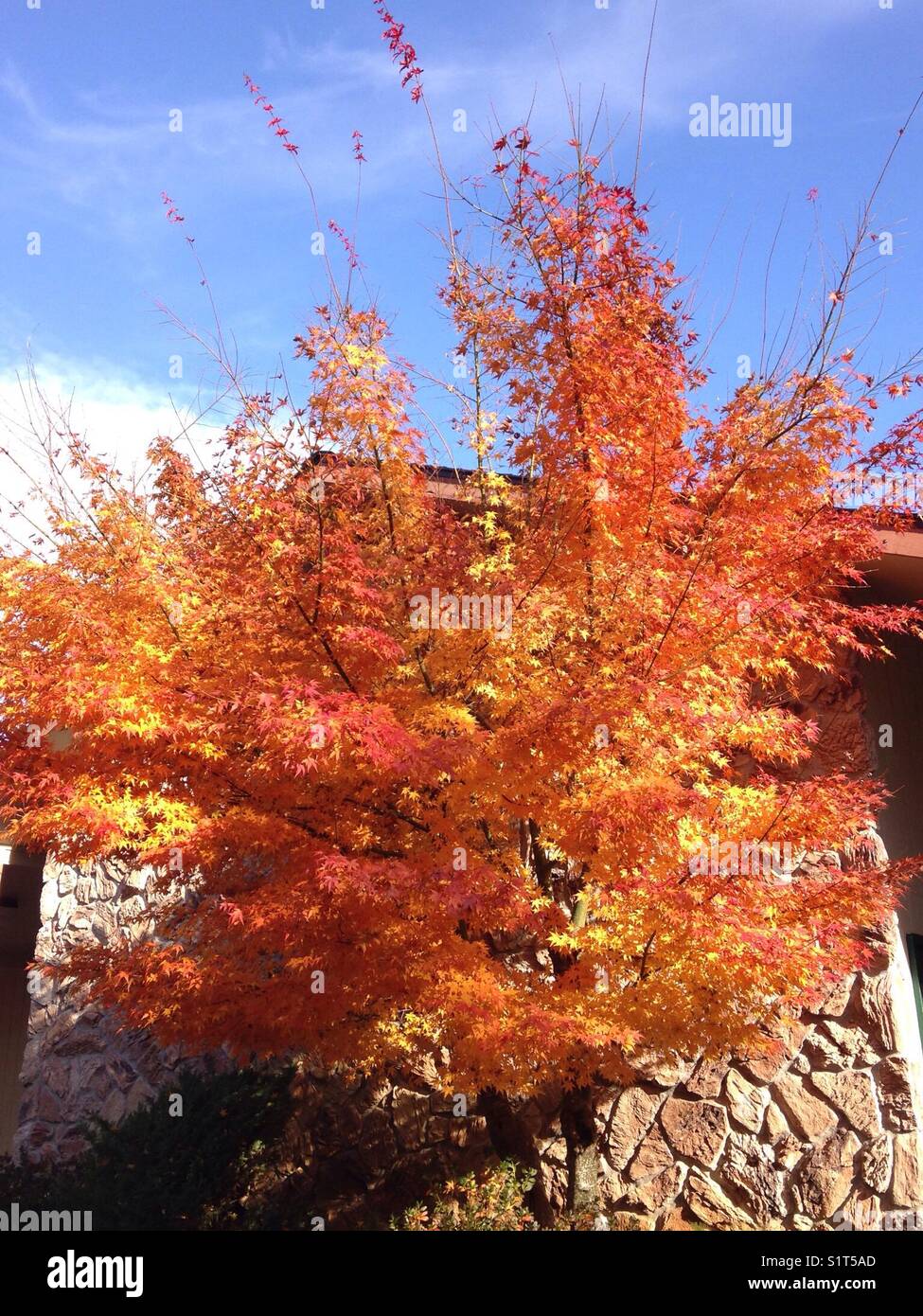 Beautiful colored Japanese Maple tree in autumn in Pacific Northwest ...