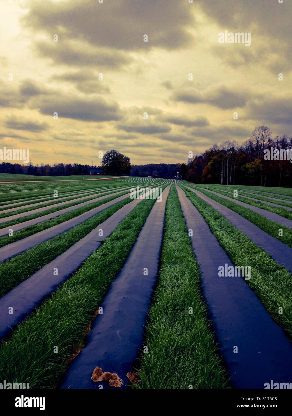 Strawberry field in North Carolina Stock Photo - Alamy