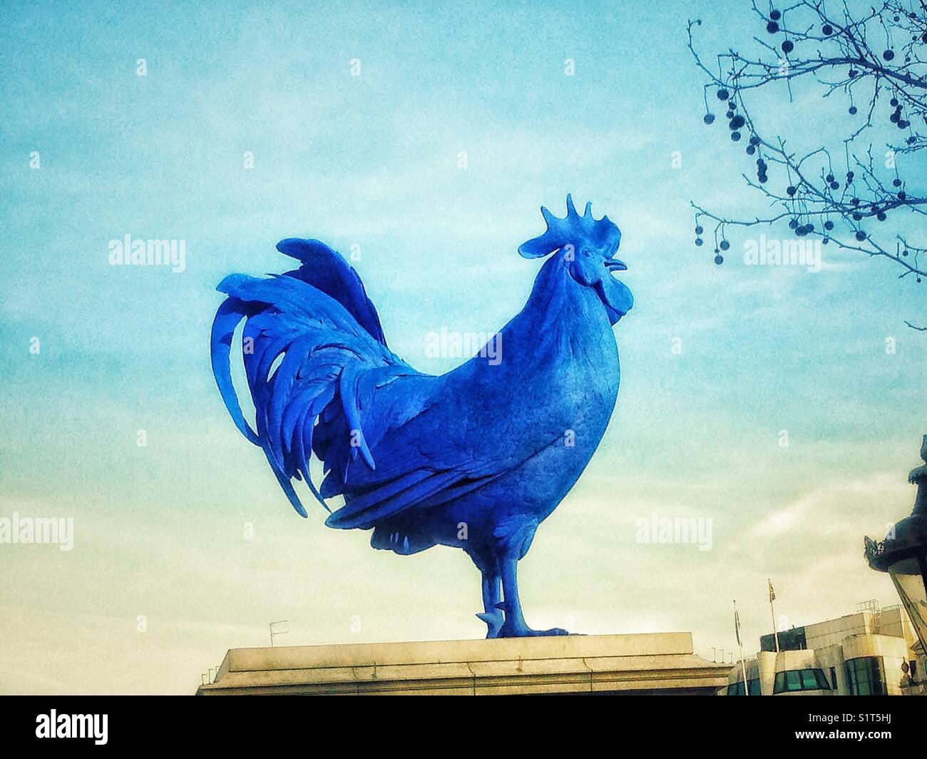 Blue cockerel hi-res stock photography and images - Alamy