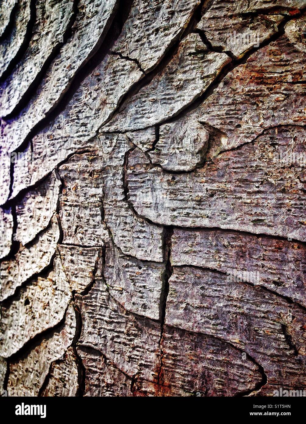 Knobbly bark hi-res stock photography and images - Alamy