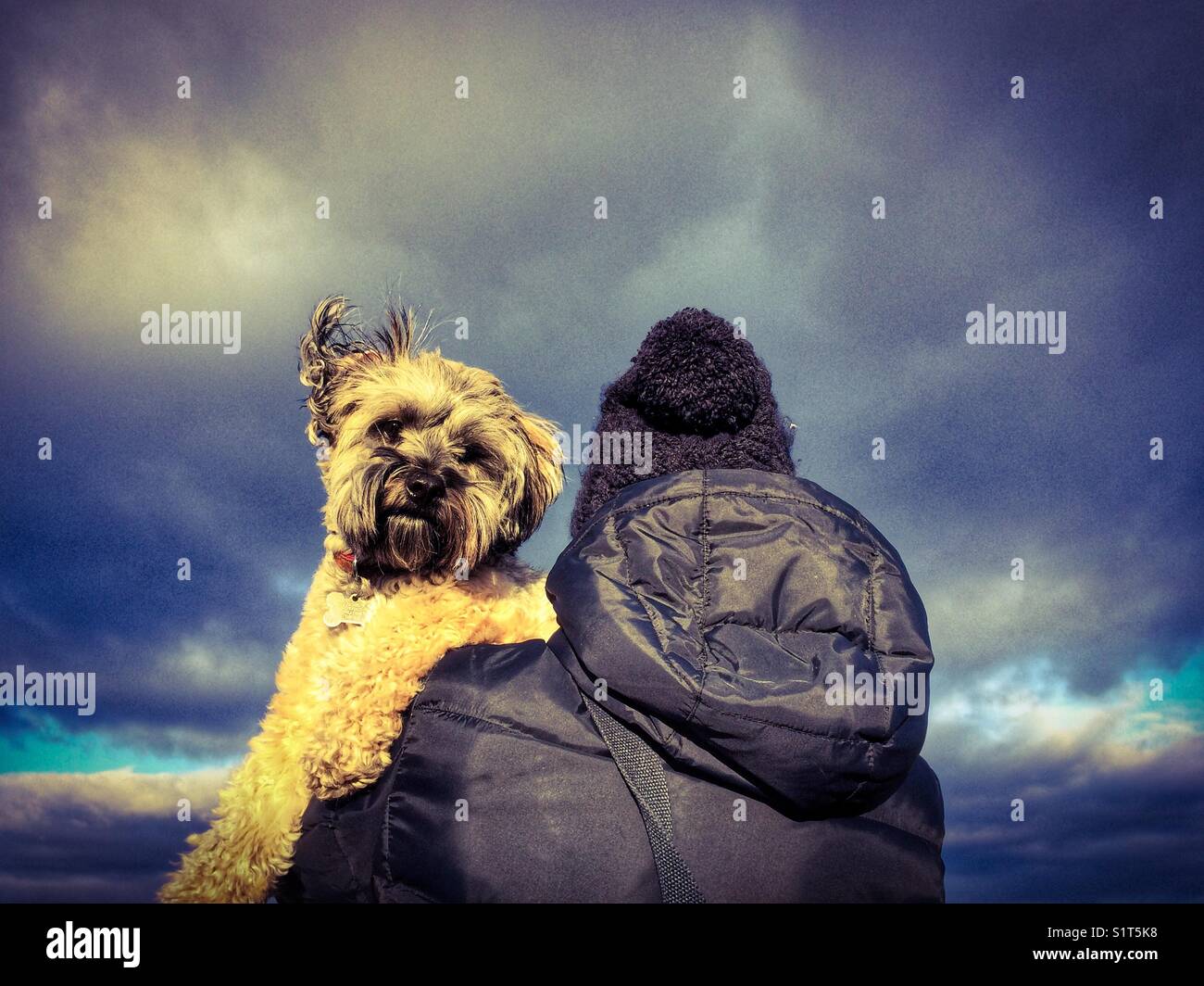 Stormy Black Terrier Puppy