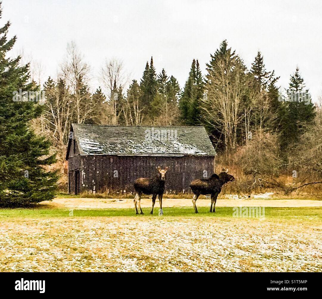 Young twin bull moose by an old barn Stock Photo - Alamy