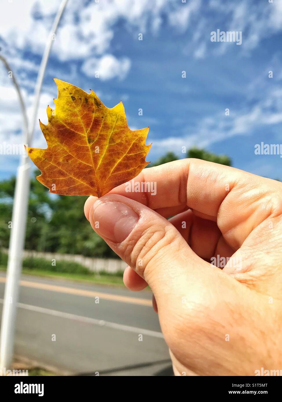 Hand holding maple leaf hi-res stock photography and images - Alamy
