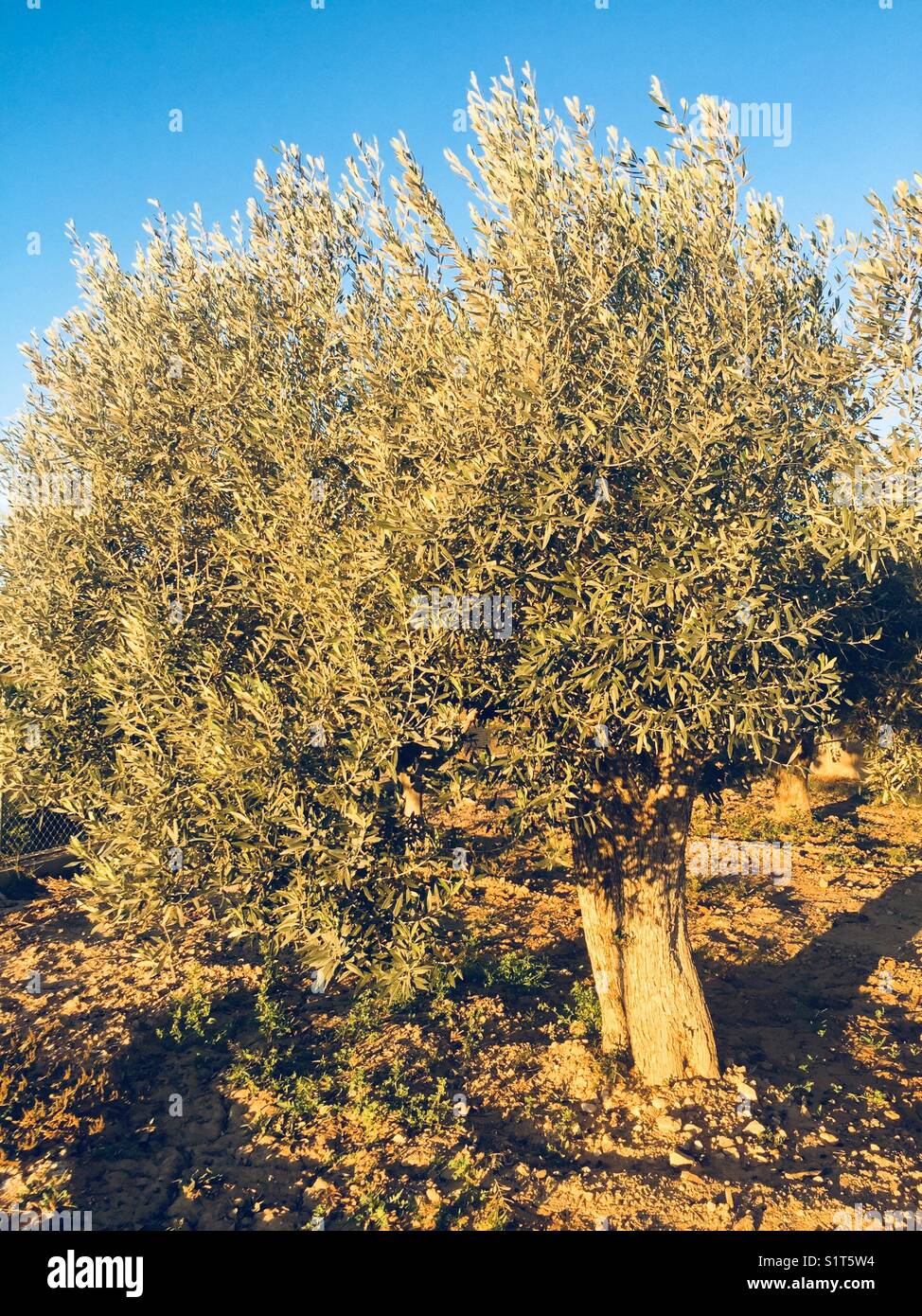 Olive tree in winter hi-res stock photography and images - Alamy