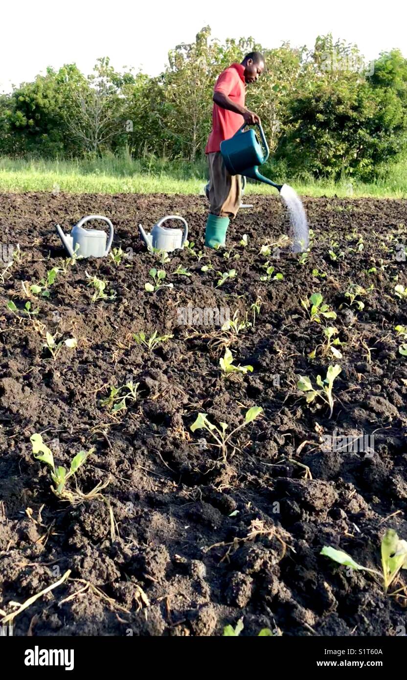 Organic farming africa hi-res stock photography and images - Alamy