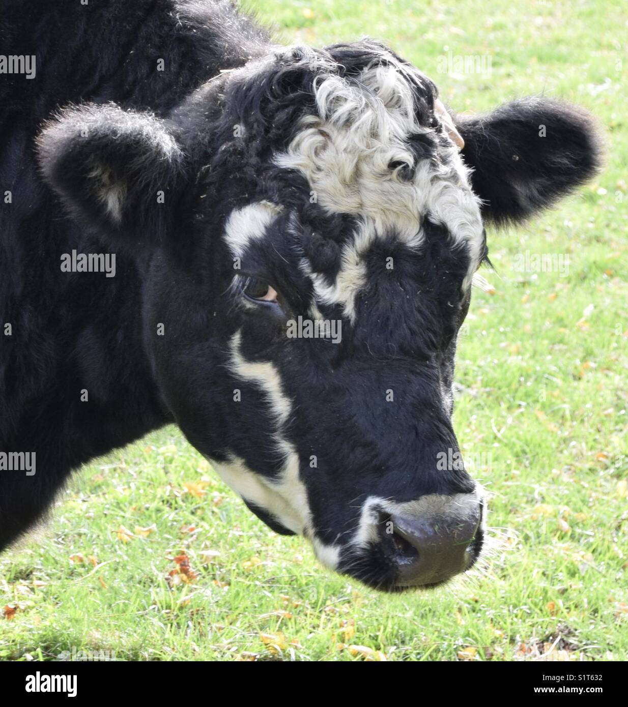 Moo cow hi-res stock photography and images - Alamy