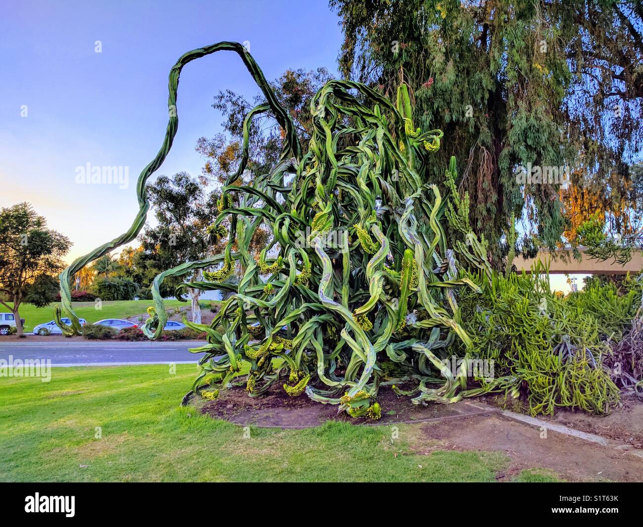 Monster Cactus High Resolution Stock Photography and Images - Alamy
