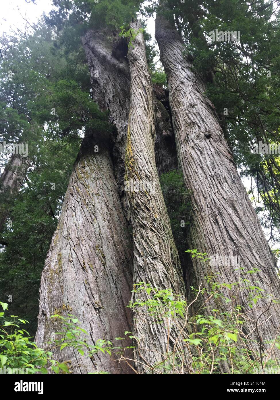 Corkscrew tree hi-res stock photography and images - Alamy