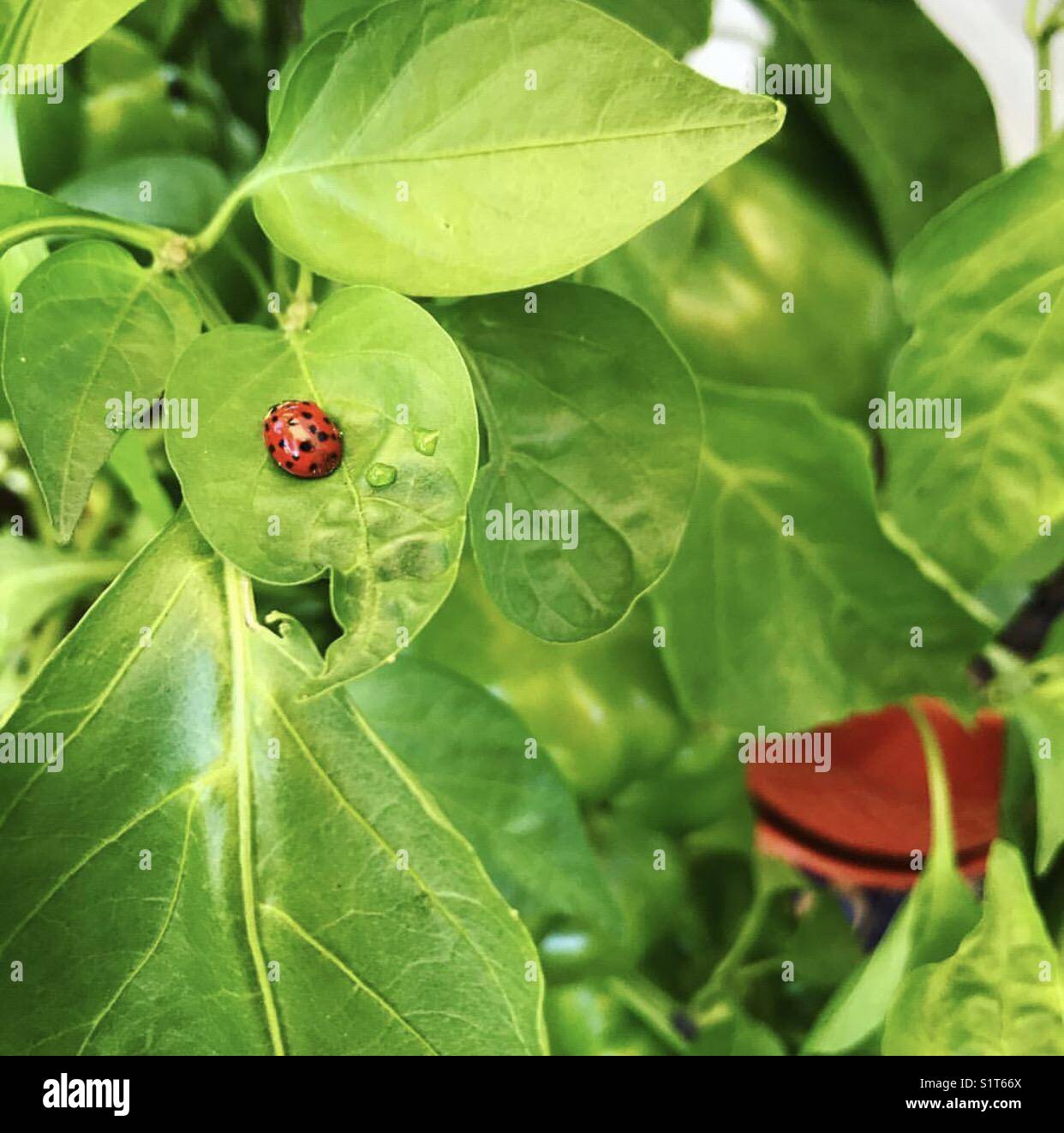 Green lady bug hi-res stock photography and images - Alamy
