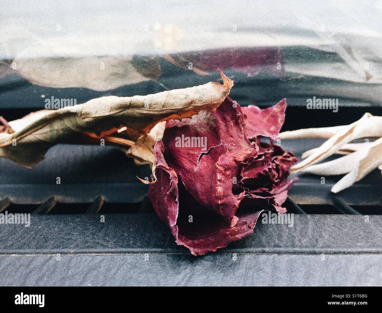 Wilted rose hi-res stock photography and images - Alamy