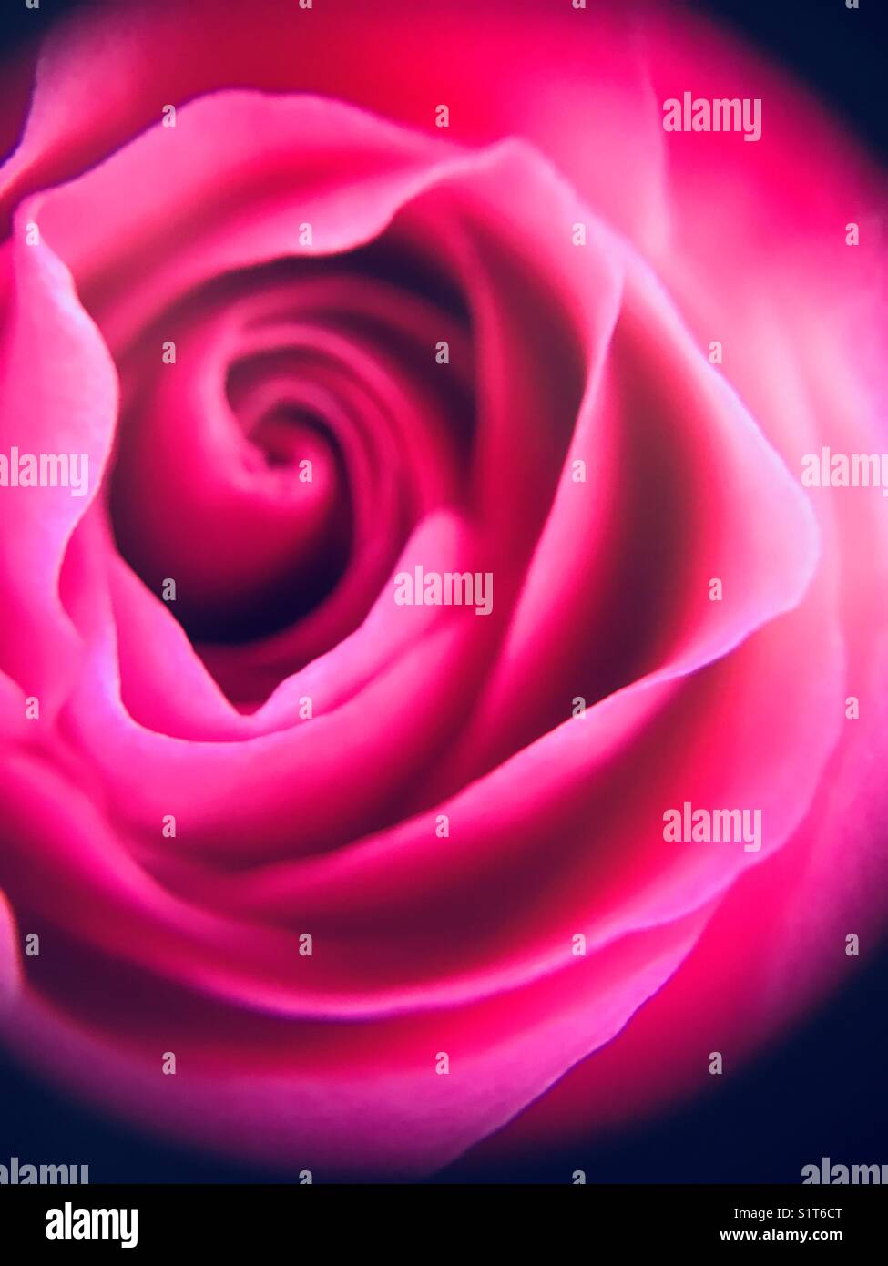 Vivid pink rose hi-res stock photography and images - Alamy