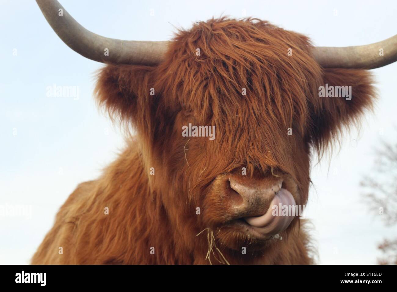 Hairy cow hi-res stock photography and images - Alamy