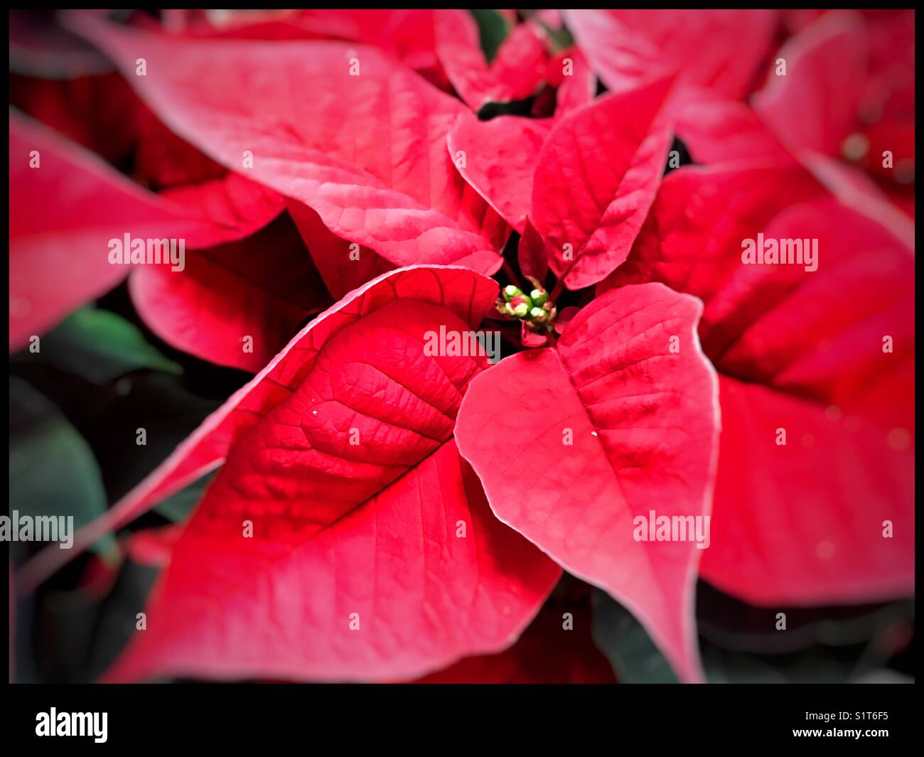 Poinsetta hi-res stock photography and images - Alamy