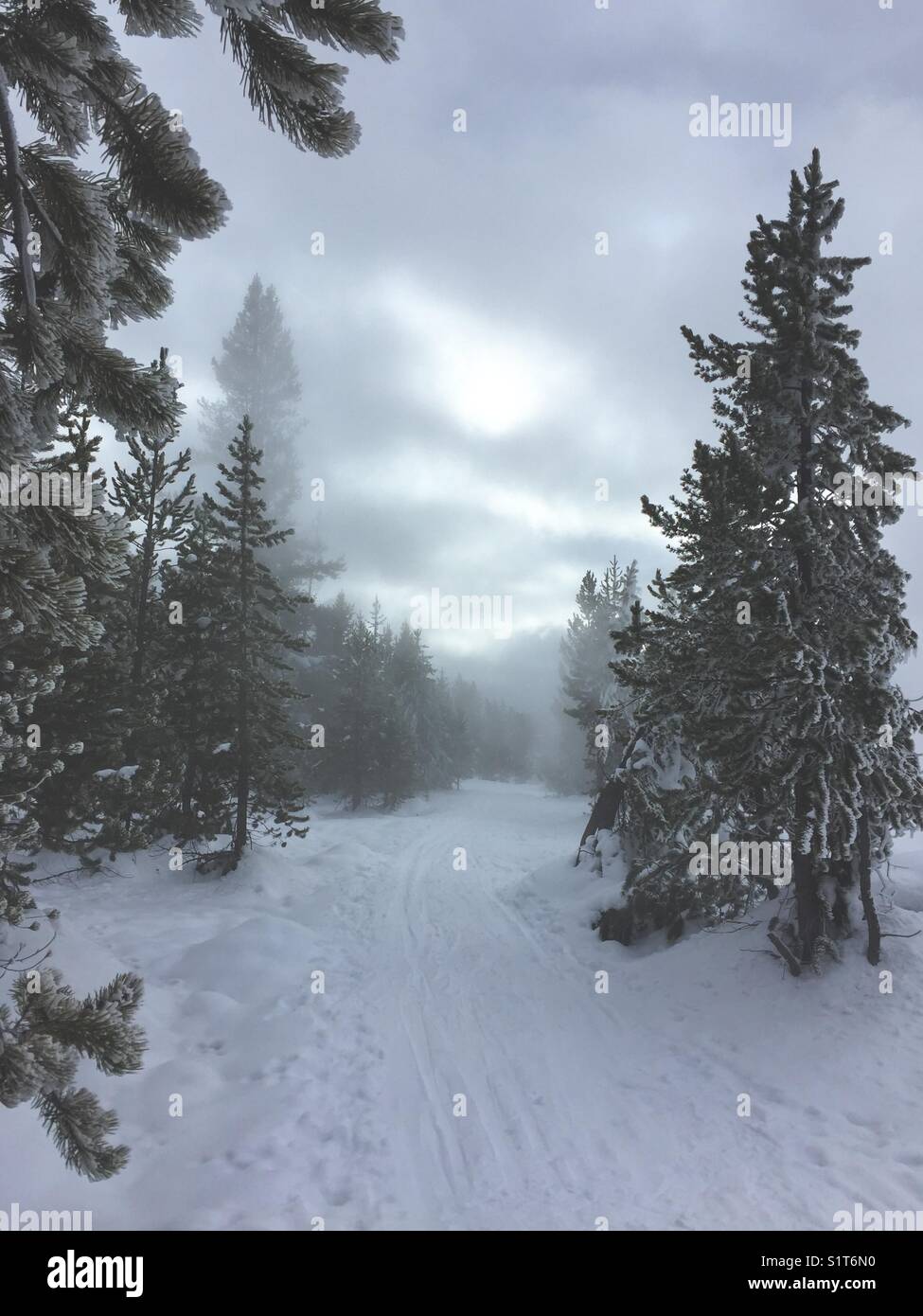 Moody snowy winter wonderland path through an evergreen forest Stock ...