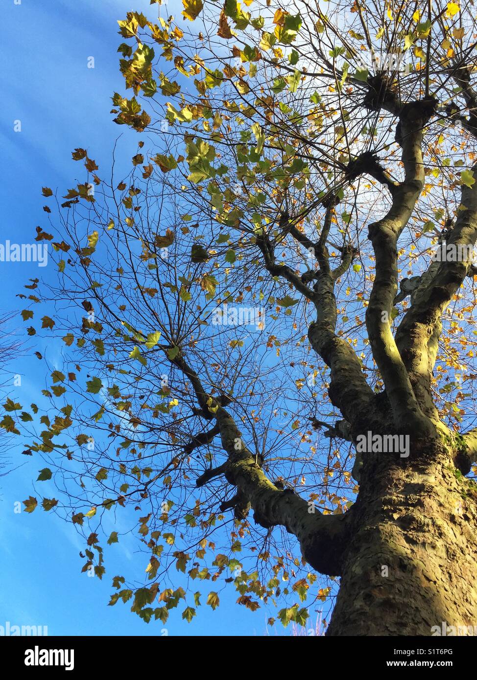 Golden tree leaves on blue hi-res stock photography and images - Alamy