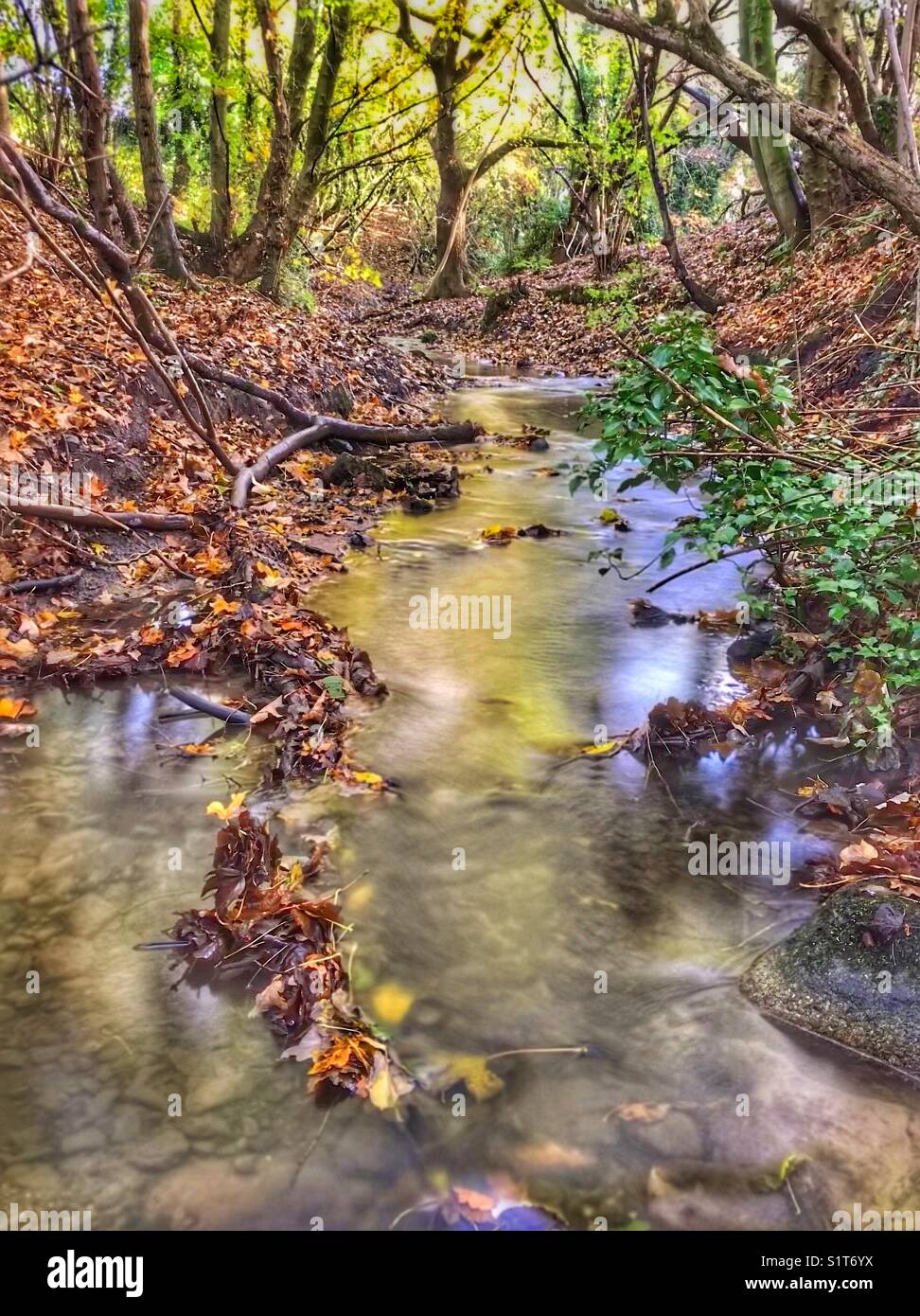 A stream of water running through a forest Stock Photo - Alamy