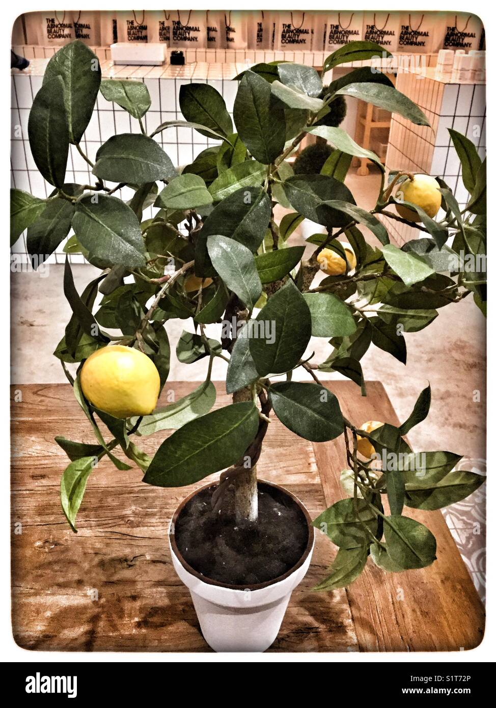 Small indoor lemon plant Stock Photo - Alamy
