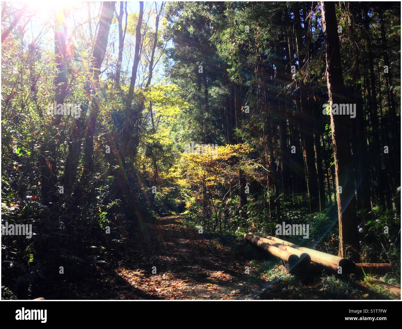 Japan cedar woods hi-res stock photography and images - Alamy