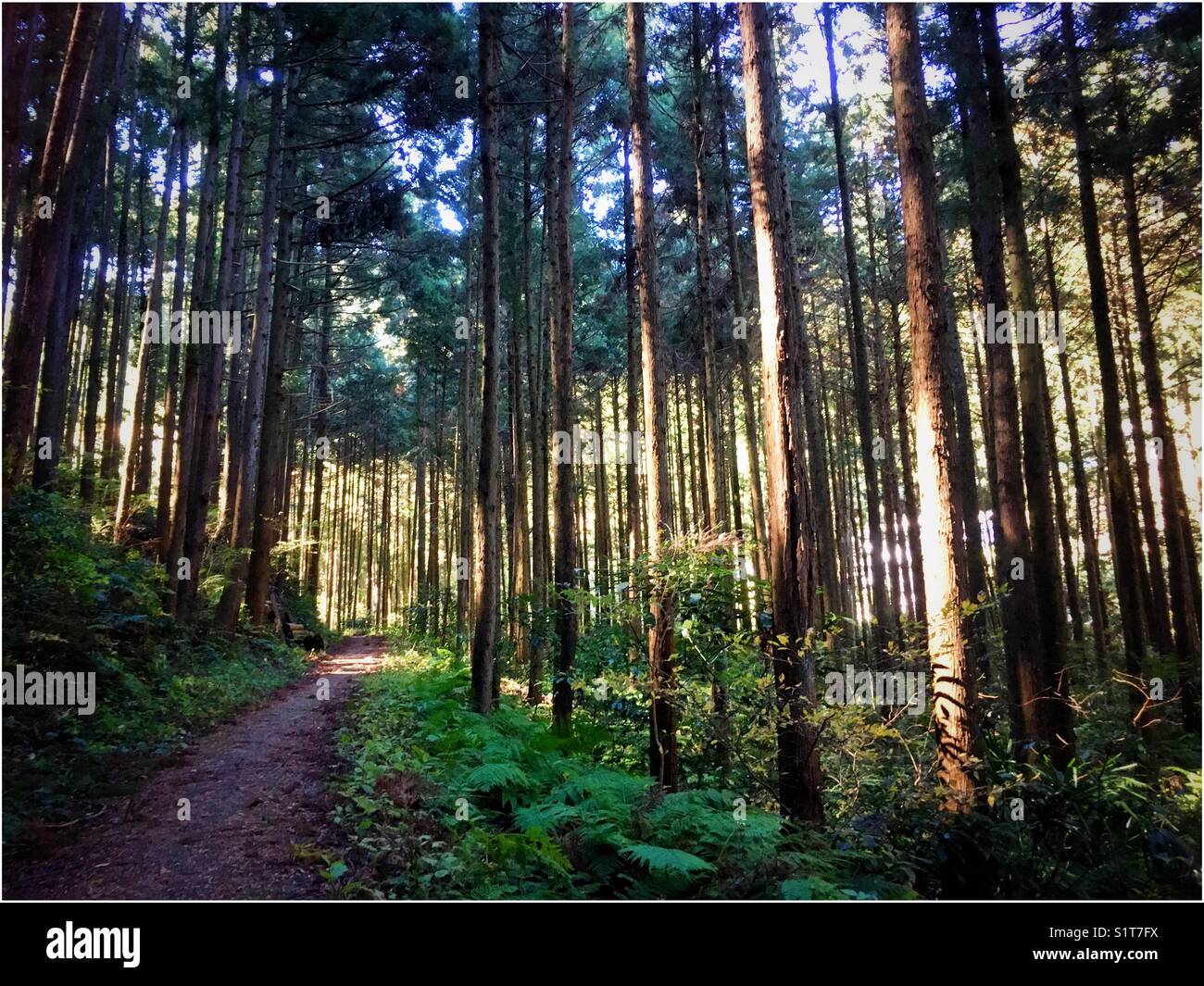Tall Straight Forest Trees High Resolution Stock Photography and Images ...