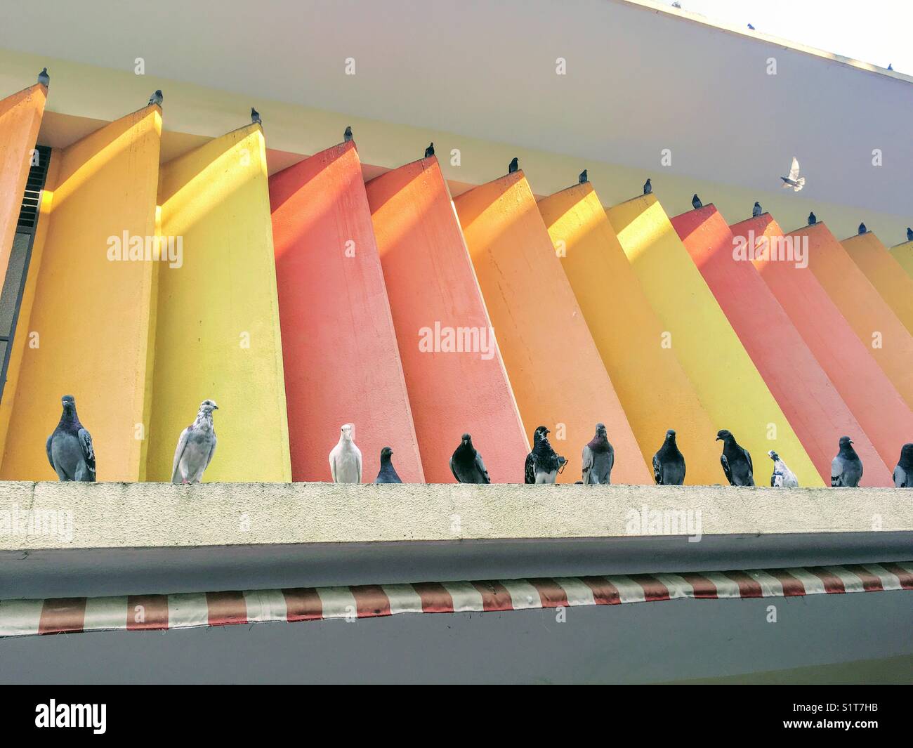 Pigeons and color Stock Photo - Alamy