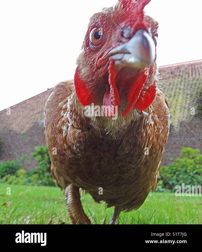 The chicken is looking, why I am lay down...? Perspektive!!! Stock ...