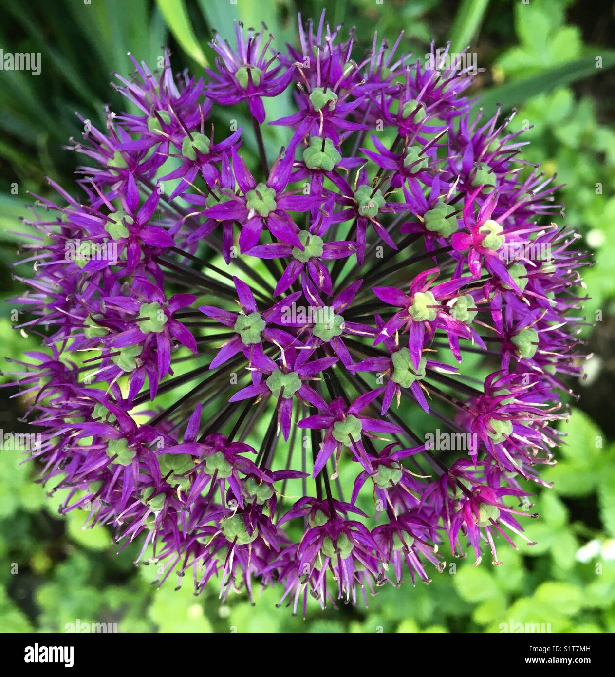 Onion flowerhead hi-res stock photography and images - Alamy