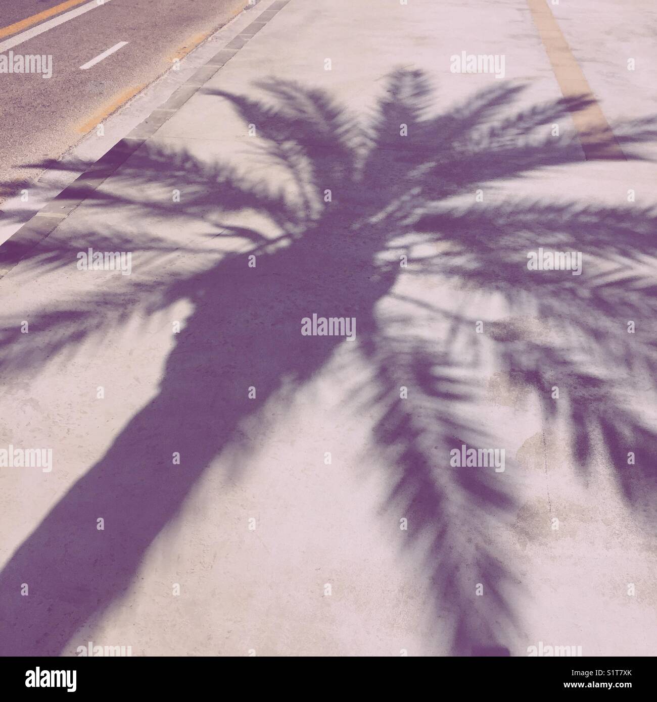 Palm tree shadow Stock Photo - Alamy