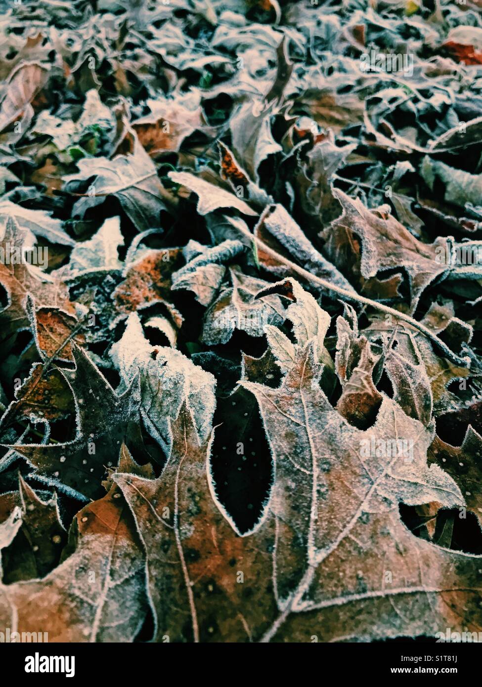 Frost of ground hi-res stock photography and images - Alamy