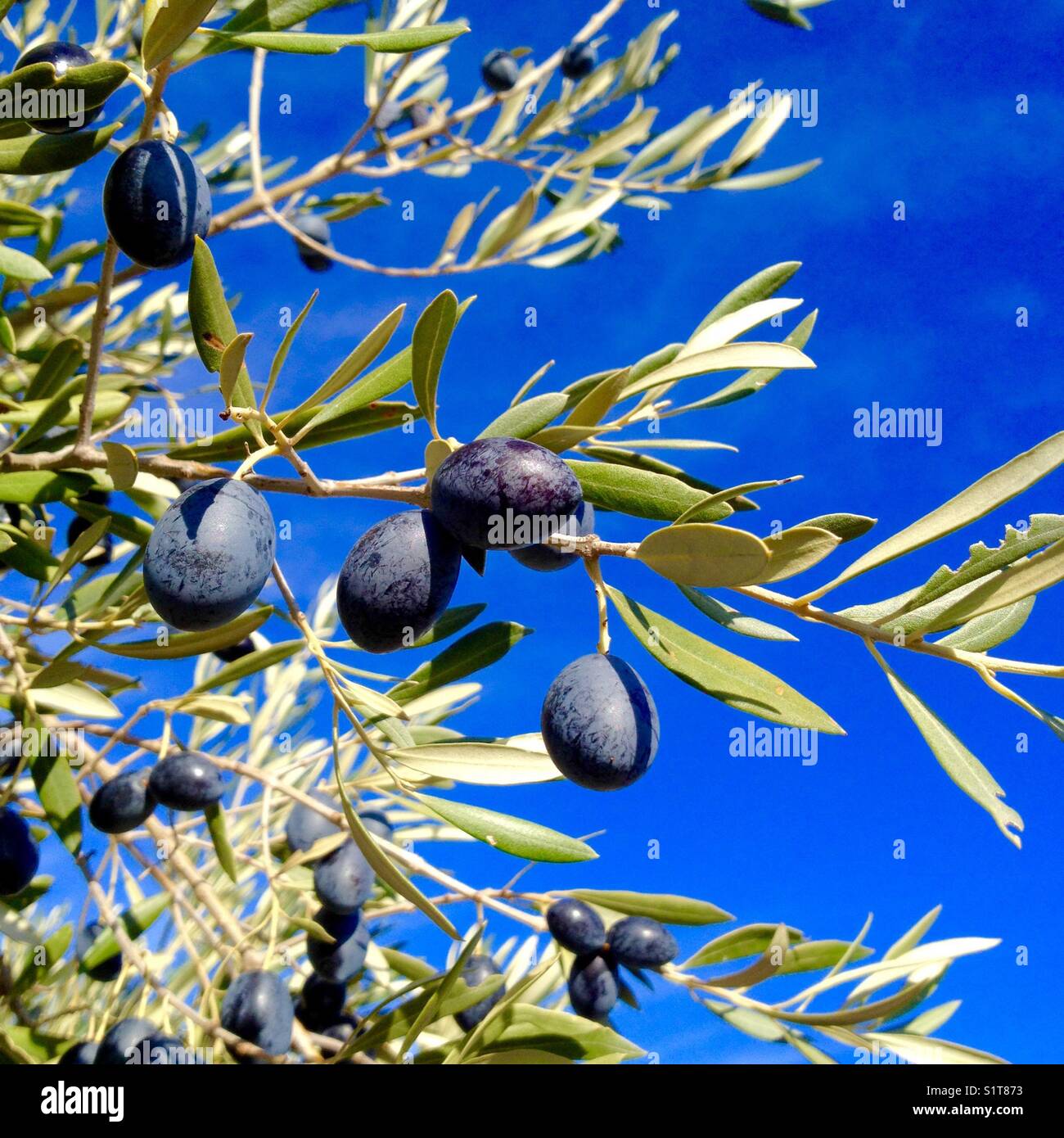 Olive vegetation hi-res stock photography and images - Alamy